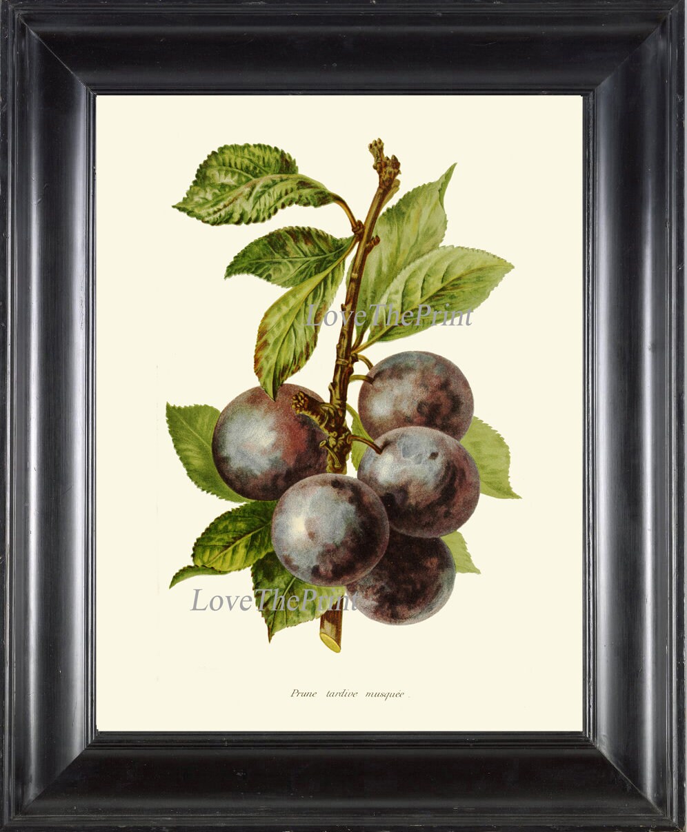 Plum Botanical Print IH821 Beautiful Antique Vintage Blue - Etsy España