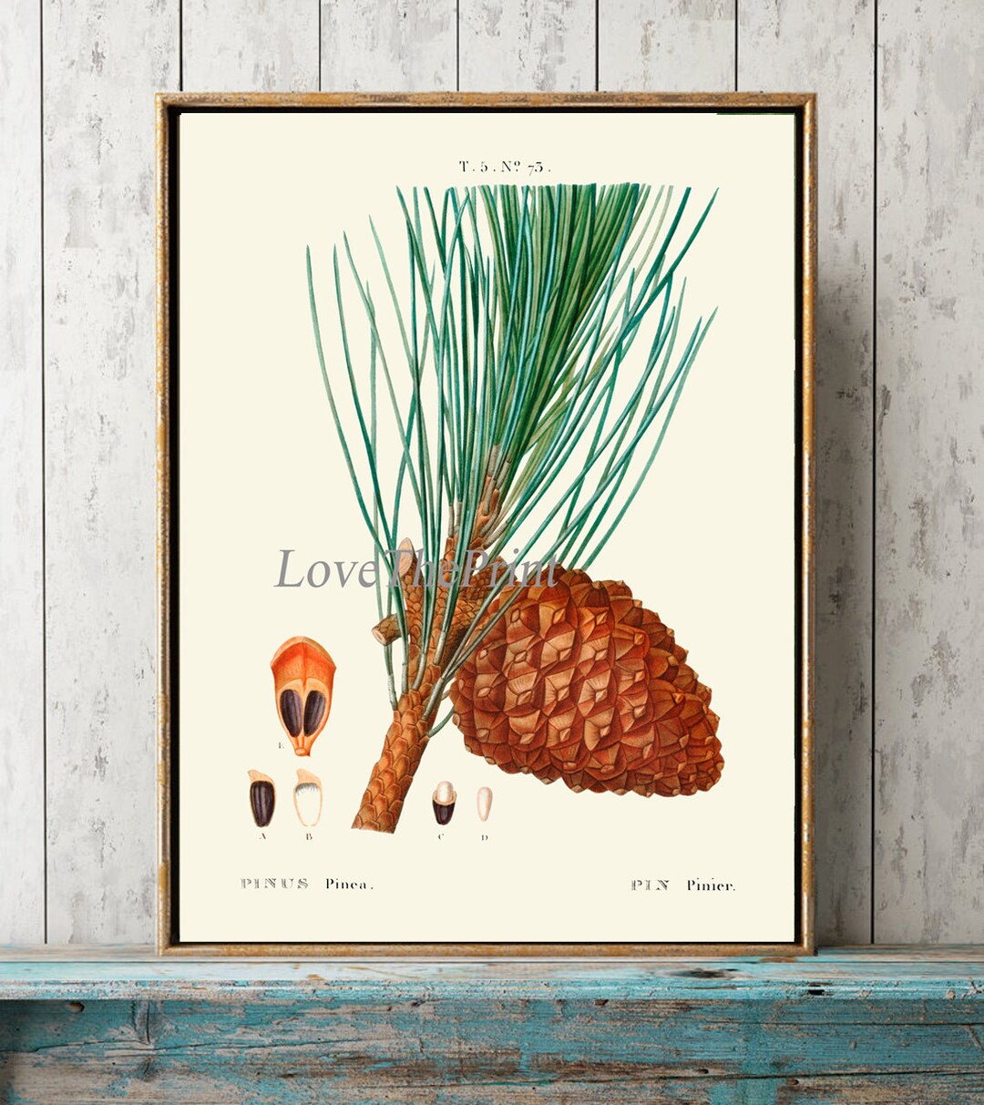 Pinecone Print Wall Art TDA23 Beautiful Antique Botanical Pine Cone ...