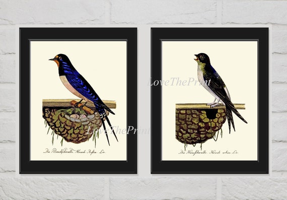 Barn Swallow Bird Nest Print Wall Art Set of 2 Prints | Etsy