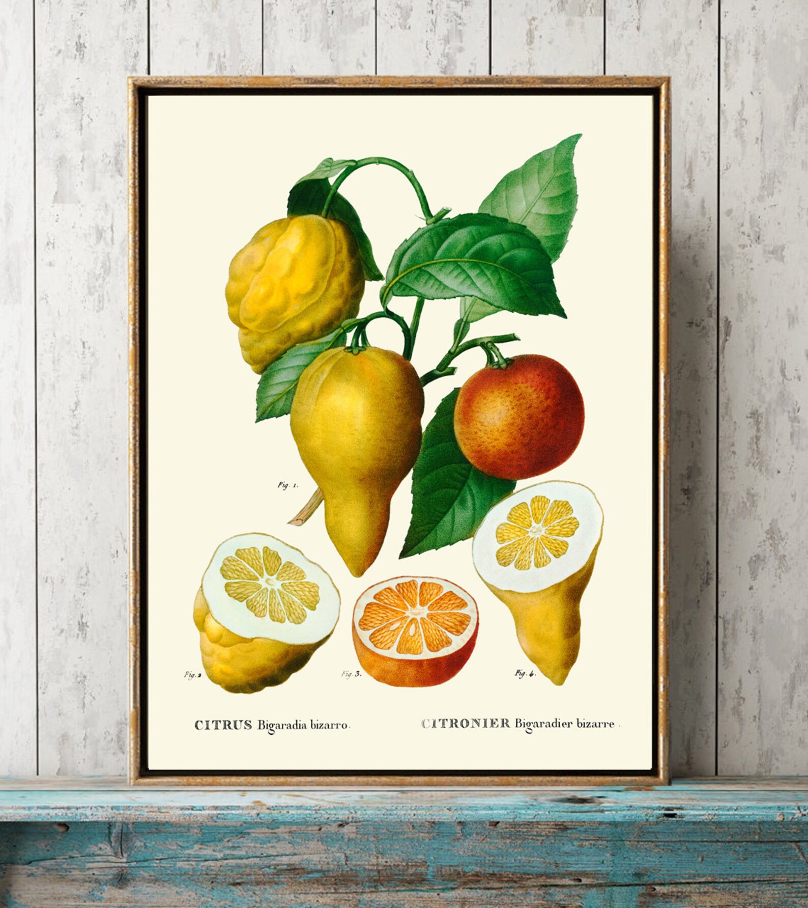 Citrus Lemon Orange Prints Wall Art Print Set of 2 Beautiful | Etsy