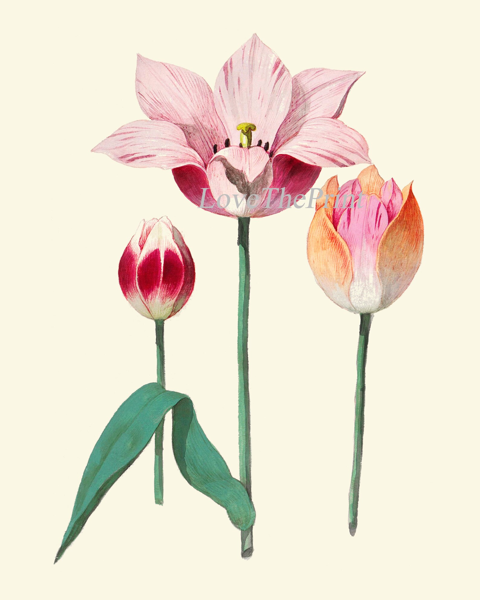 Tulip Botanical Wall Art Print Set of 12 Beautiful Antique | Etsy