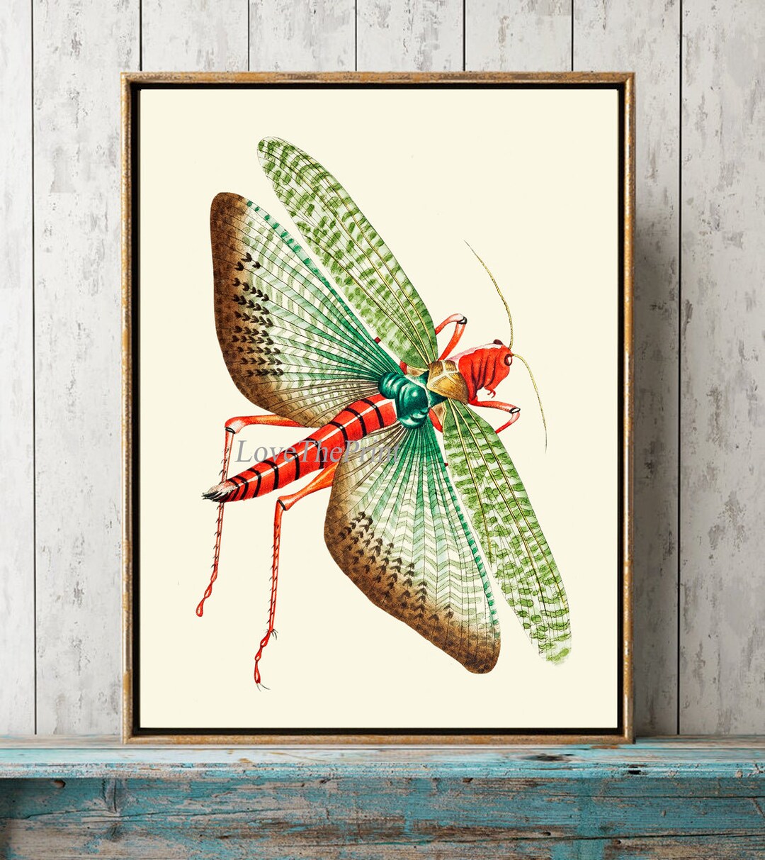 Locust Wall Art Print GSZ16 Beautiful Antique Green Red Bug Beetle ...