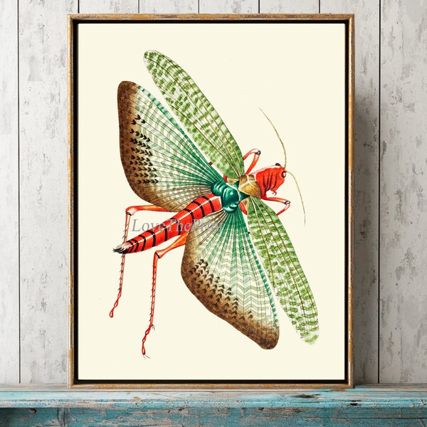 Locust - Etsy