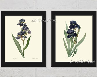 Iris Botanical Flower Wall Art Print AB50 Beautiful Antique - Etsy