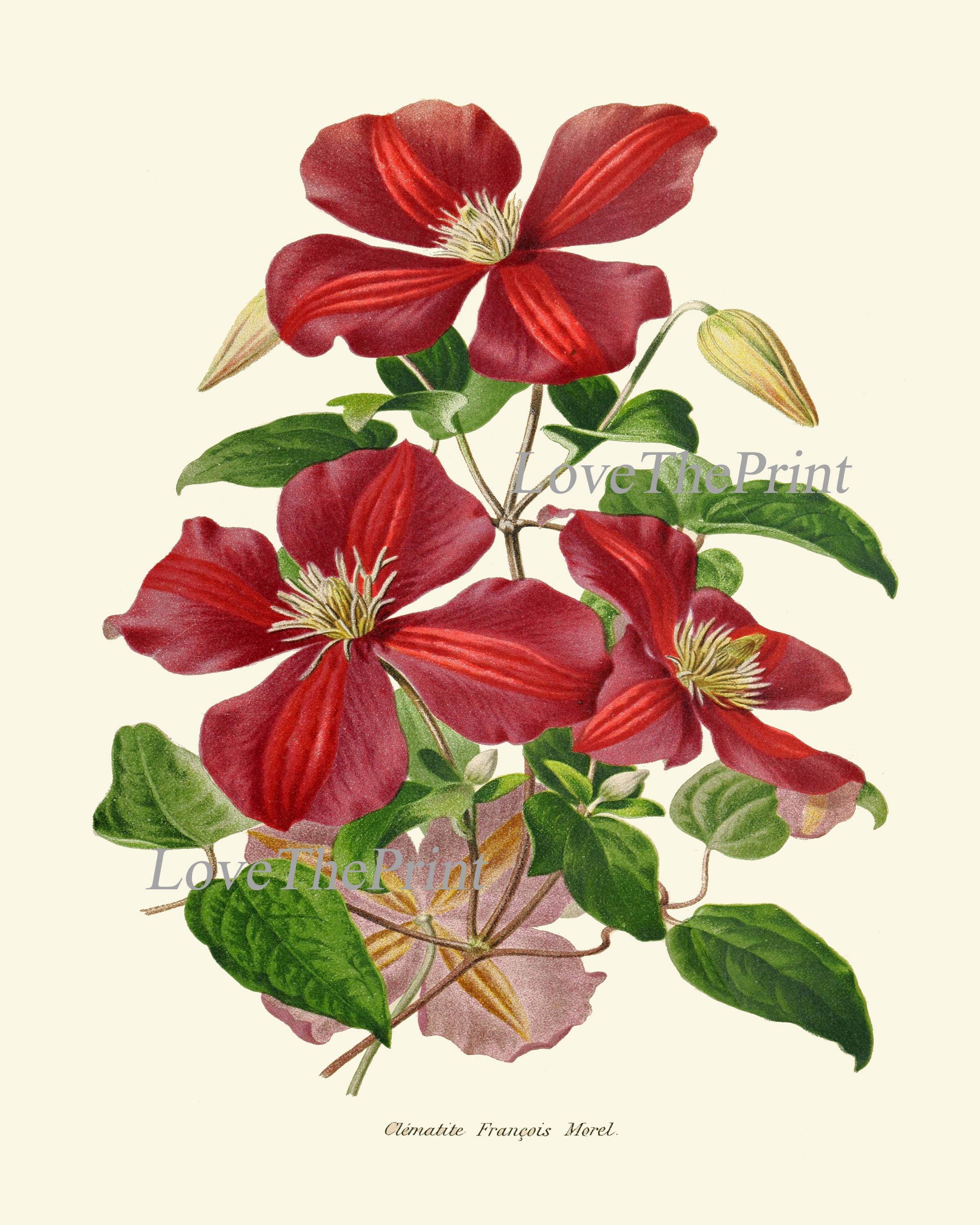 Clematis Flower Botanical Wall Art Print IH902 Beautiful | Etsy