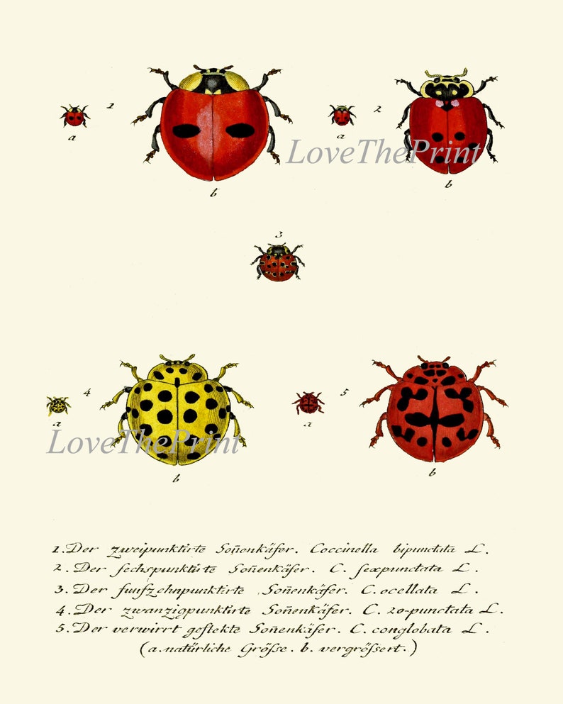Ladybug Print Wall Art Set of 2 Prints Beautiful Antique - Etsy