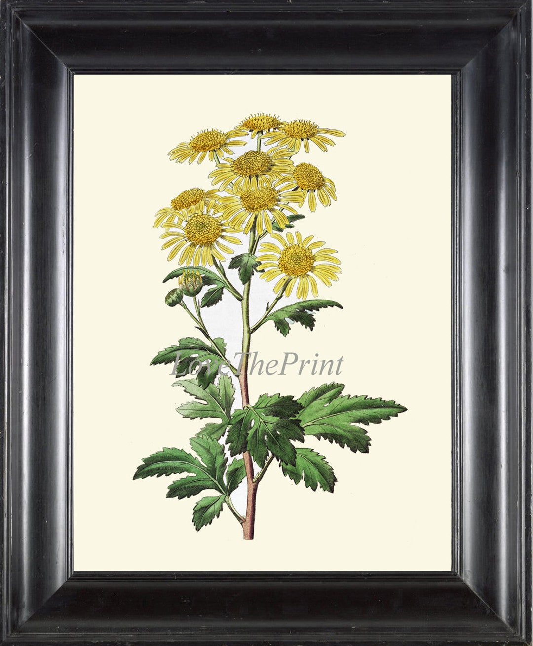 Chrysanthemum Indicum Flower Botanical Print ED8 Beautiful Antique ...
