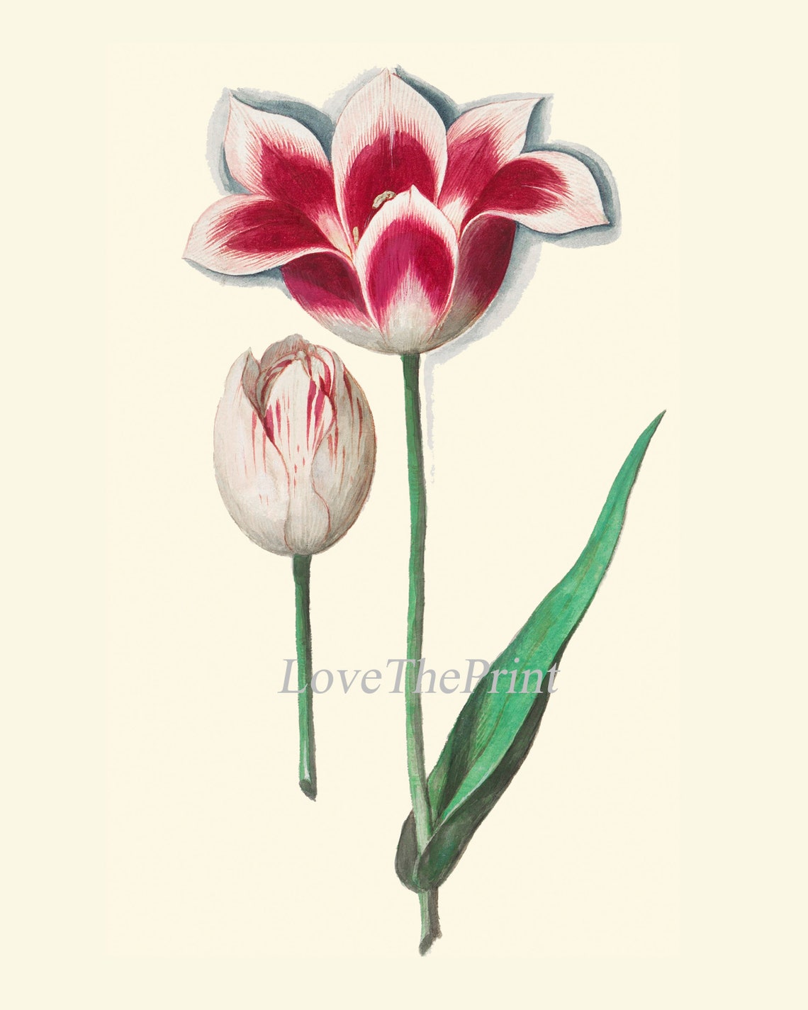 Tulip Botanical Wall Art Print Set of 12 Beautiful Antique - Etsy