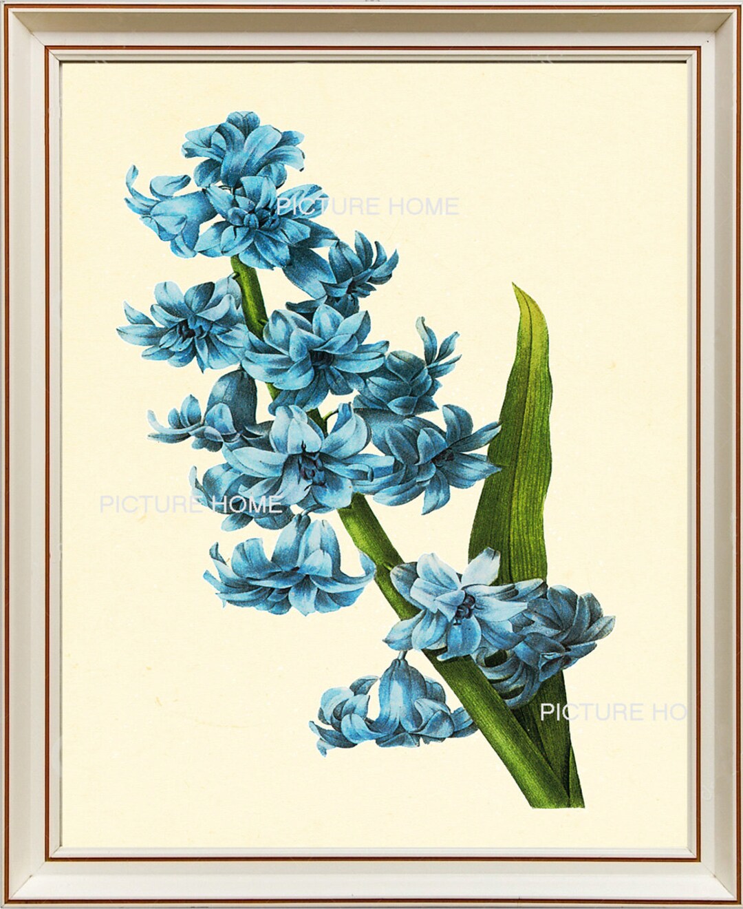 Blue Flower Botanical Print R59 Beautiful Antique Redoute Wall Art Home ...