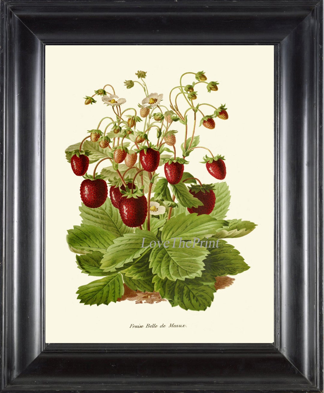Strawberry Botanical Print IH897 Beautiful Antique Strawberries Berry ...