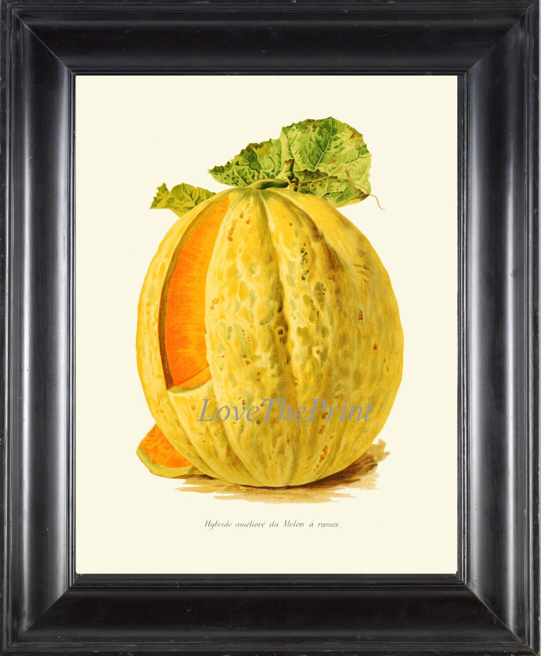 Melon Botanical Print IH875 Beautiful Antique Vegetable Garden Large ...