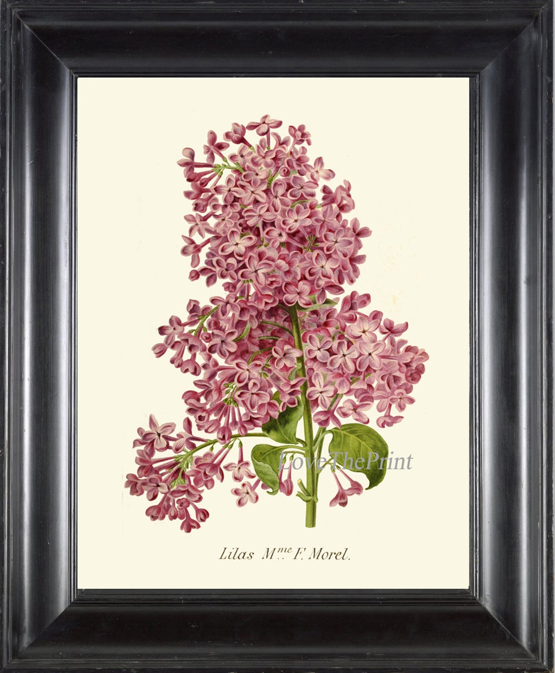 Botanical Print IH840 Beautiful Antique Vintage Lilac Flower Purple ...