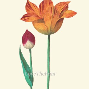 Tulip Botanical Prints Set of 4 Beautiful Antique Pink White Orange ...