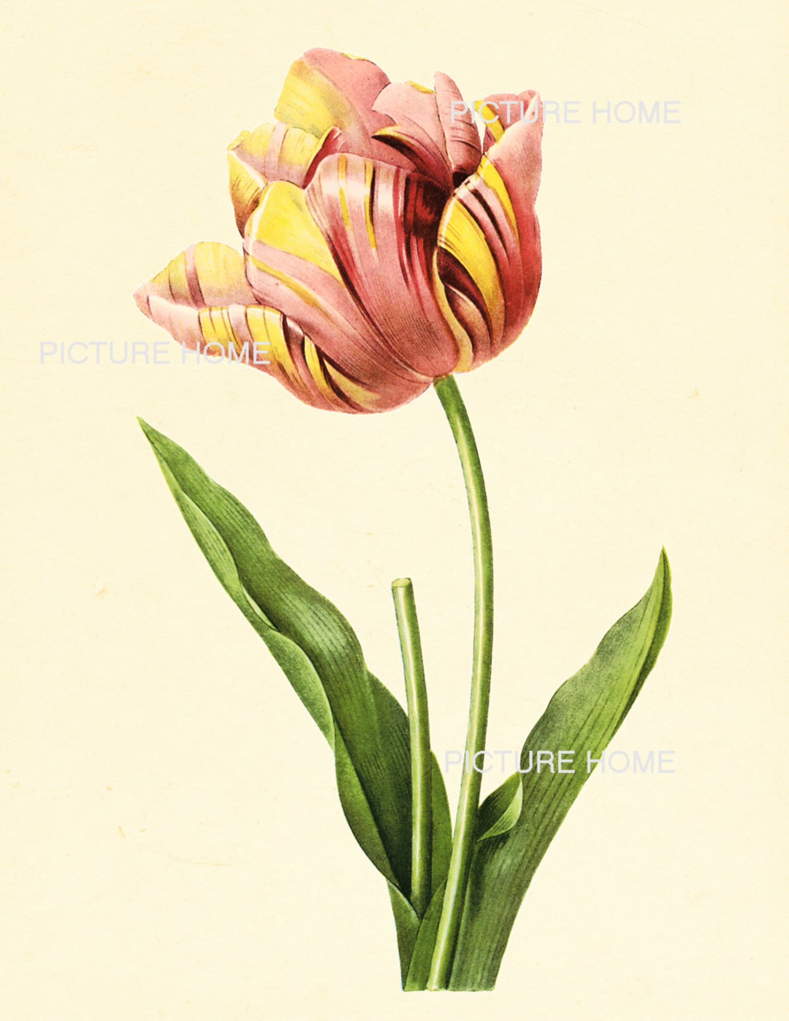 Tulip Botanical Print 179 Beautiful 8X10 Antique Redoute Art - Etsy