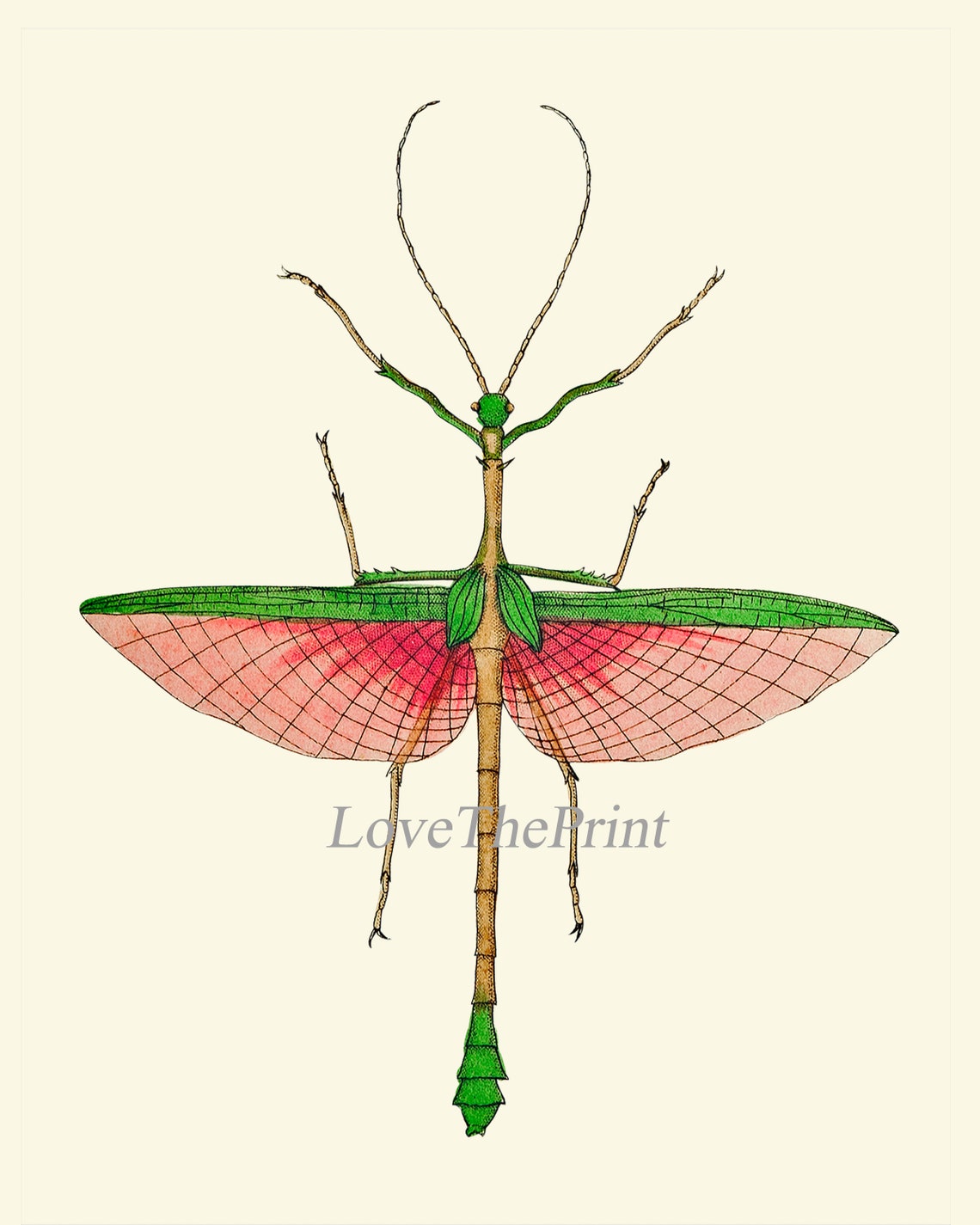 Locust Wall Art Set of 2 Prints Beautiful Antique Pink Green | Etsy