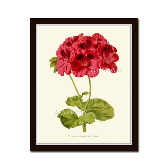 Red Geranium Flower Botanical Print IH063 Beautiful Antique | Etsy