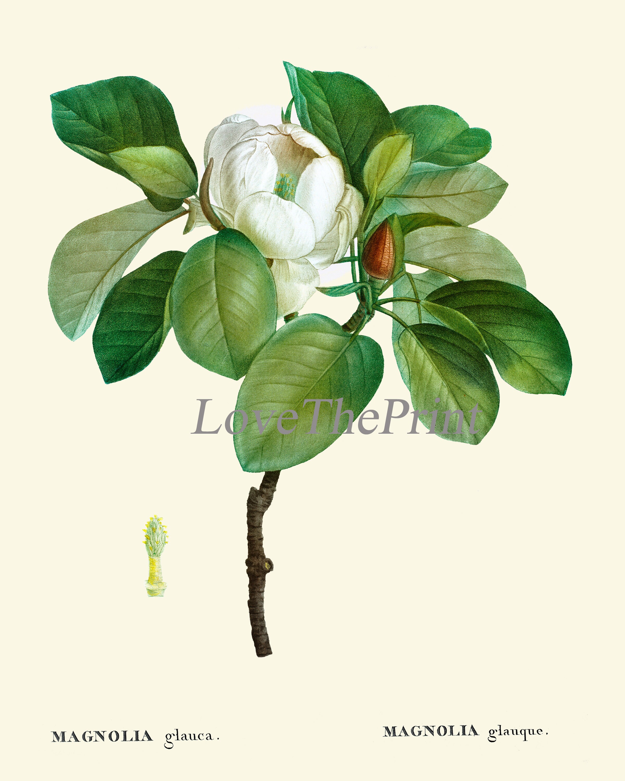 Magnolia Print Botanical Wall Art Print MVW16 Beautiful Antique White ...