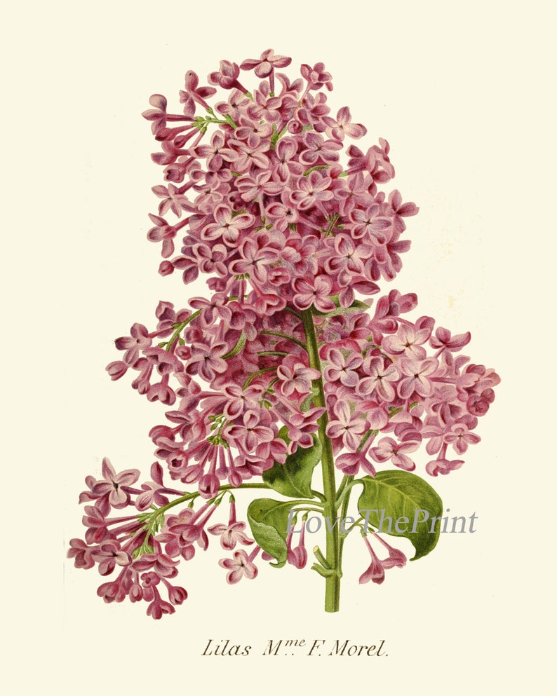 Botanical Print IH840 Beautiful Antique Vintage Lilac Flower Purple ...