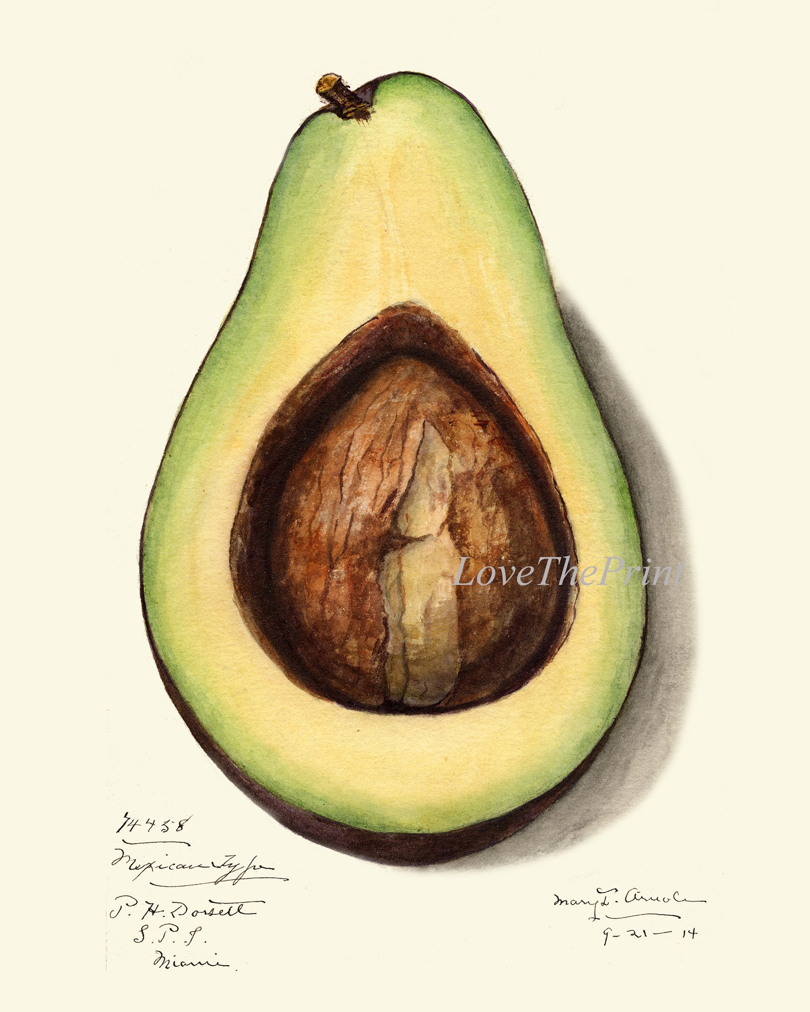 Avocado Botanical Wall Art Print Set of 2 Prints Beautiful - Etsy
