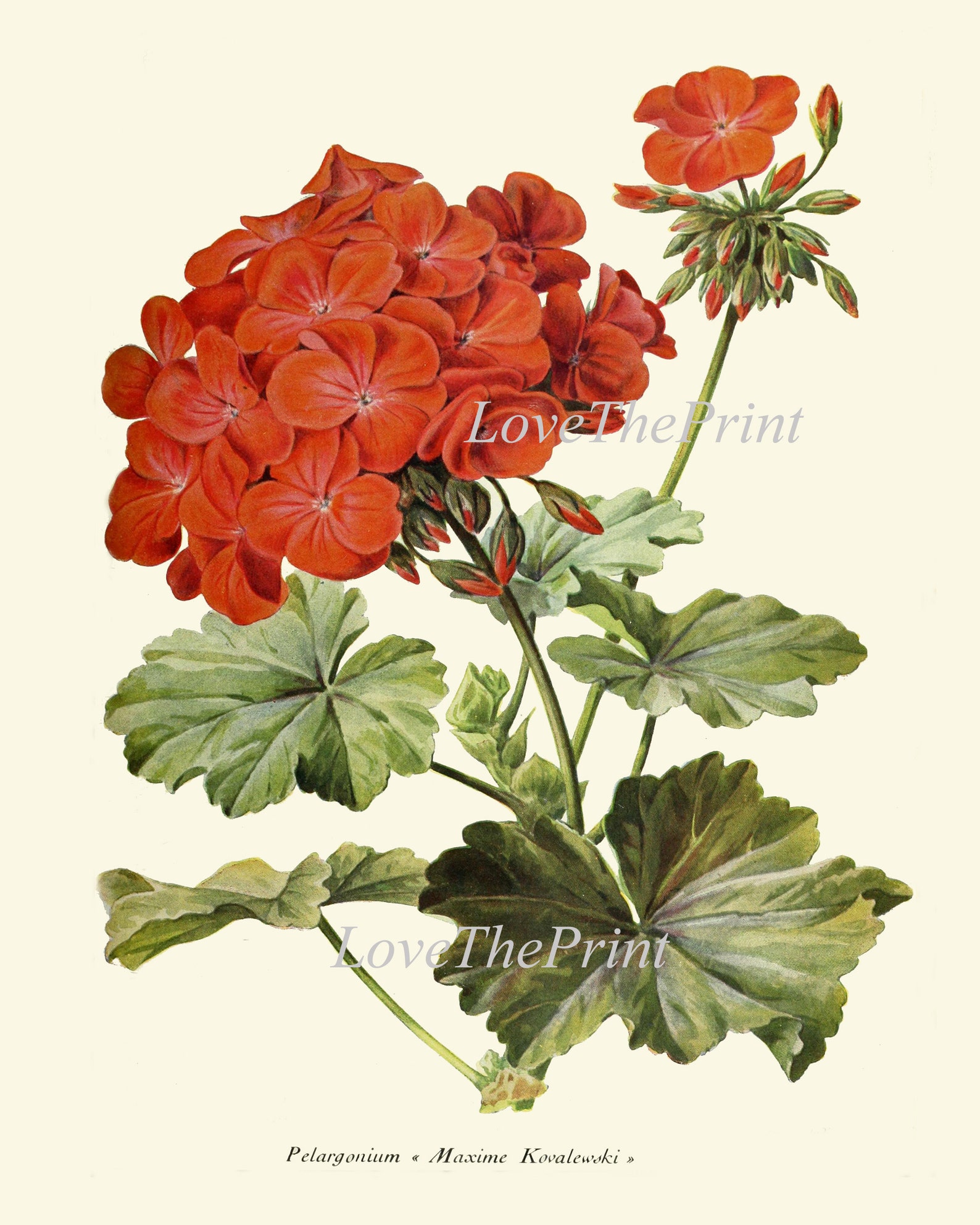Red Geranium Botanical Wall Art Print IH603 Beautiful Antique | Etsy