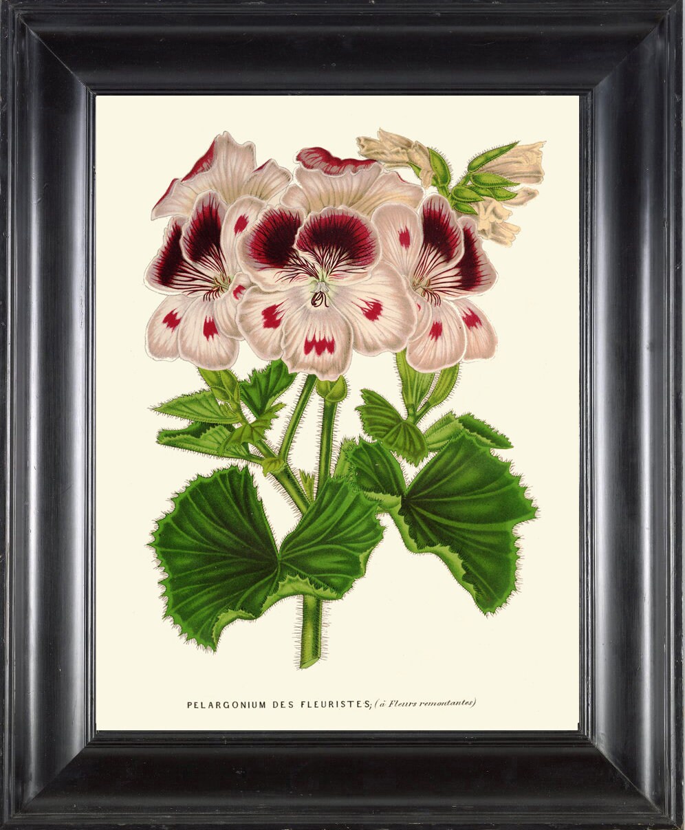 GERANIUM Botanical Art Print H455 Beautiful Antique Pink | Etsy