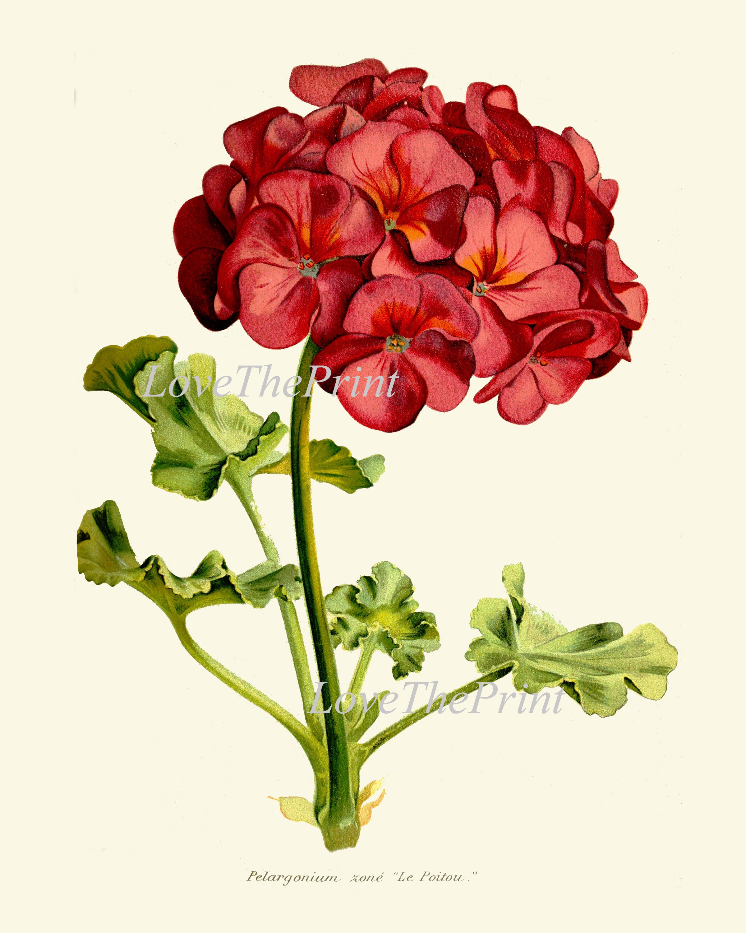 How To Draw Red Geraniums