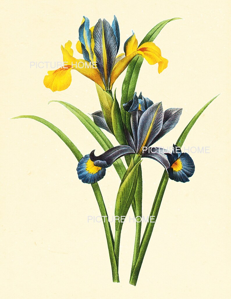 Iris Botanical Print 66 Beautiful 8X10 Antique Redoute Art - Etsy