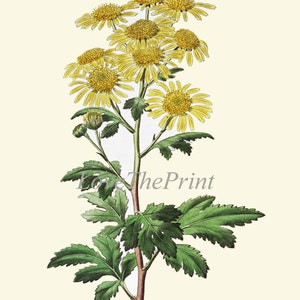 Chrysanthemum Indicum Flower Botanical Print ED8 Beautiful Antique ...