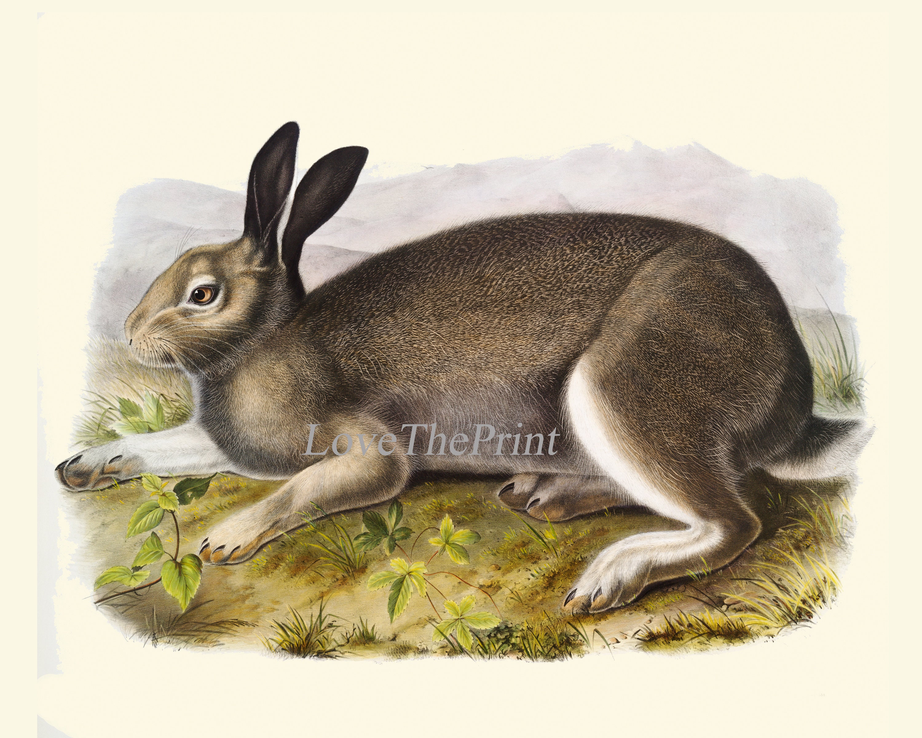 Rabbit Print Wall Art Print JWA1 Beautiful Antique Large Cute Gray ...