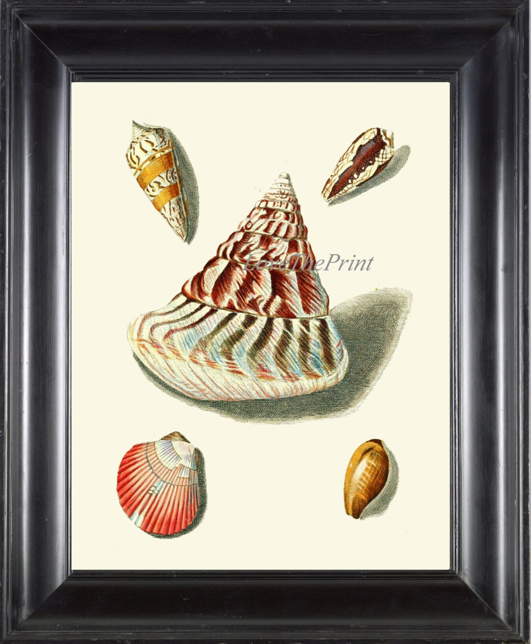Seashell Print KN34 Wall Art Beautiful Antique Sea Ocean Shell Nautical ...