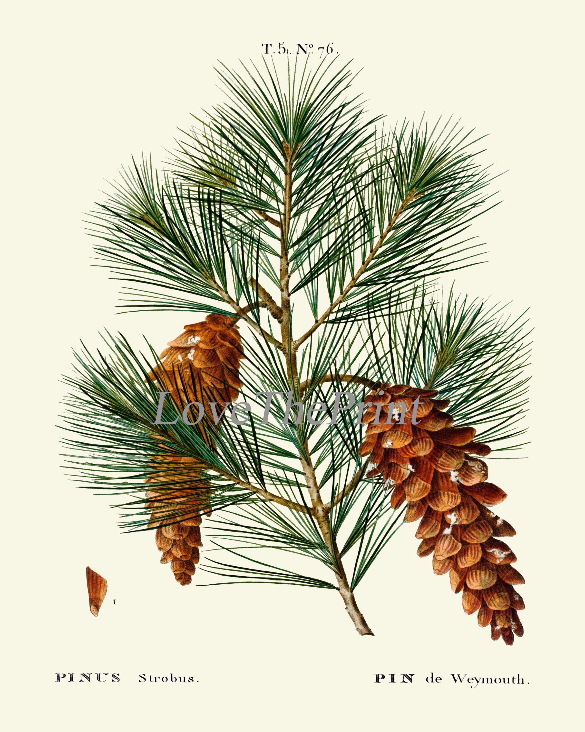 Pine Cone Prints Set of 4 Beautiful Antique Pine Tree Branch | Etsy