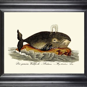 Whale Print GA400 Wall Art Beautiful Antique Sea Ocean Shell Nautical ...
