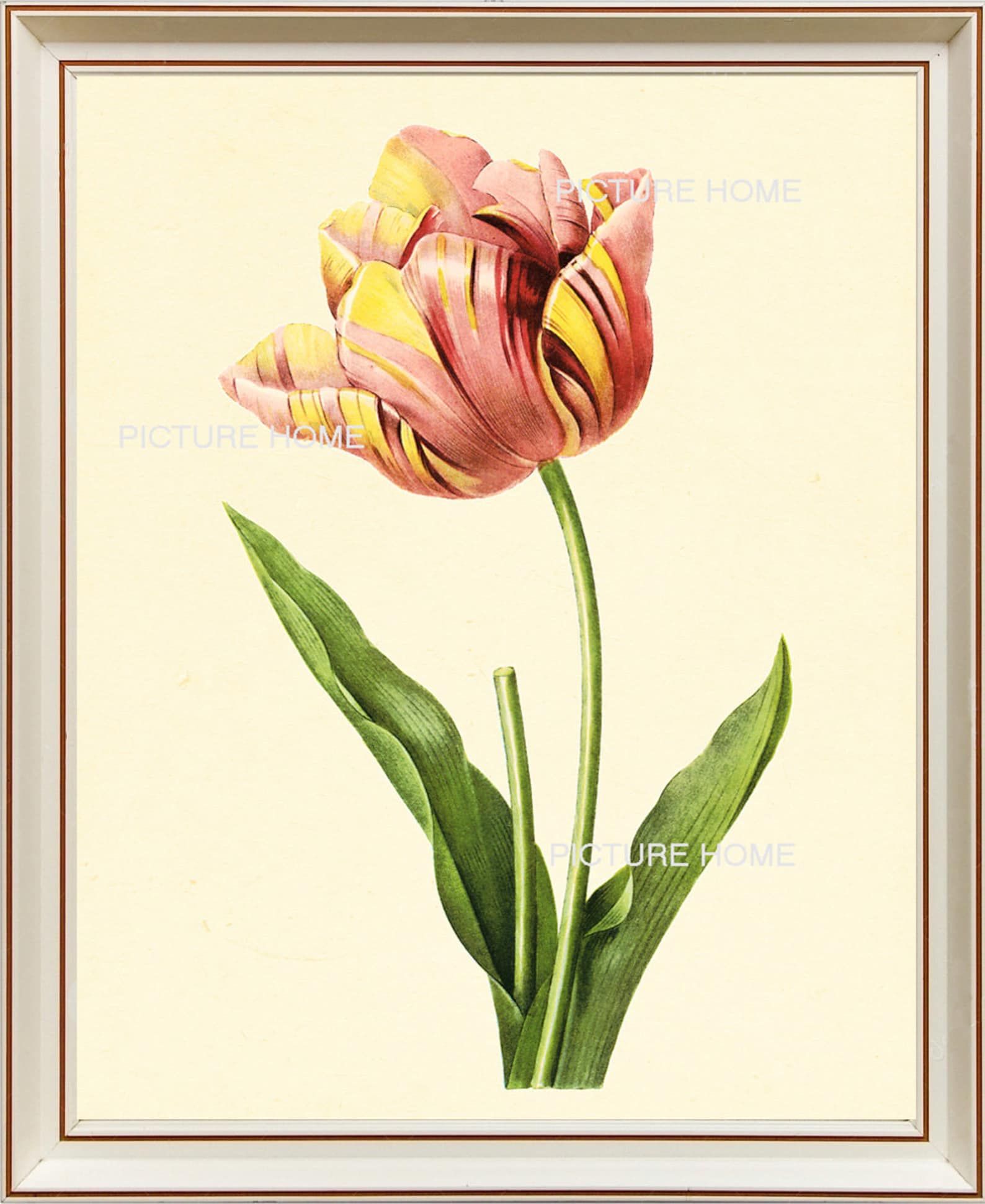 Tulip Botanical Print 179 Beautiful 8X10 Antique Redoute Art - Etsy