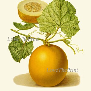 Botanical Print IH847 Beautiful Antique Vintage Melon Fruit Vegetable ...