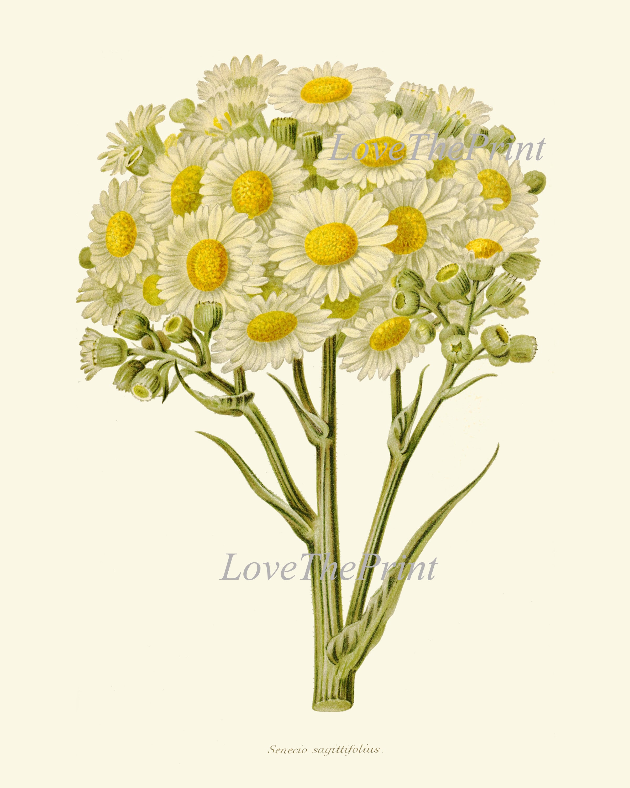 Daisies Print IH823 Beautiful Botanical Wall Art Antique | Etsy