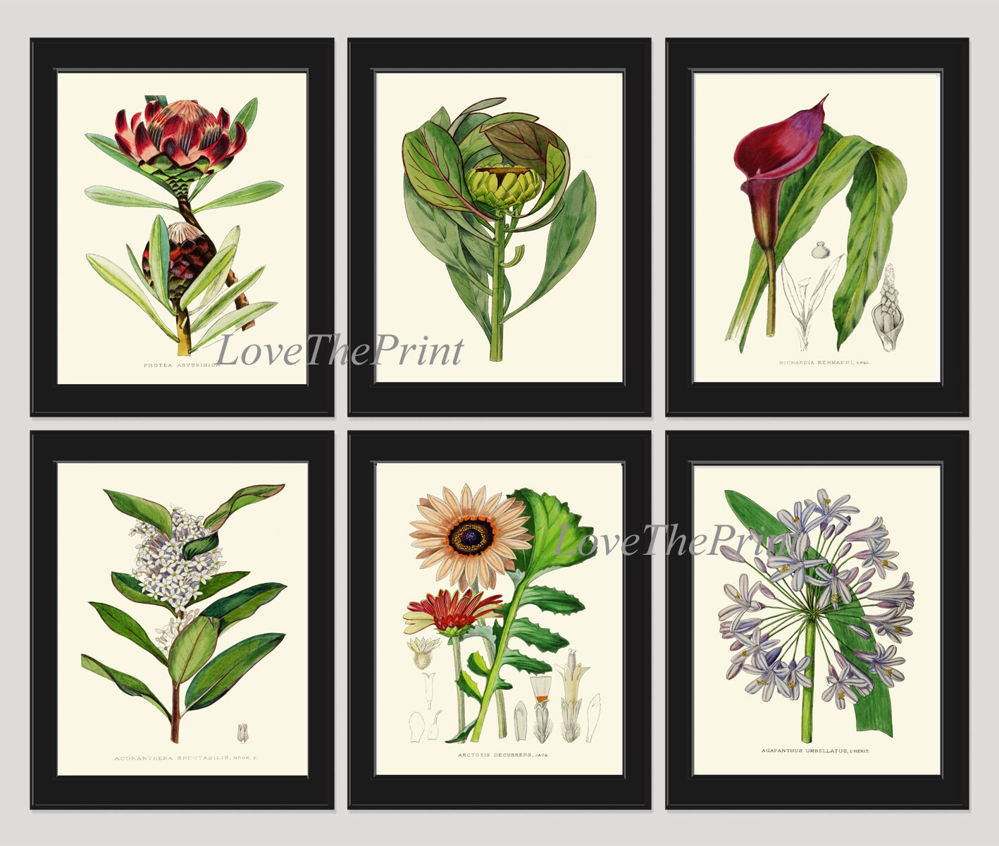Botanical Wall Art Print Set of 6 Prints Beautiful Antique | Etsy