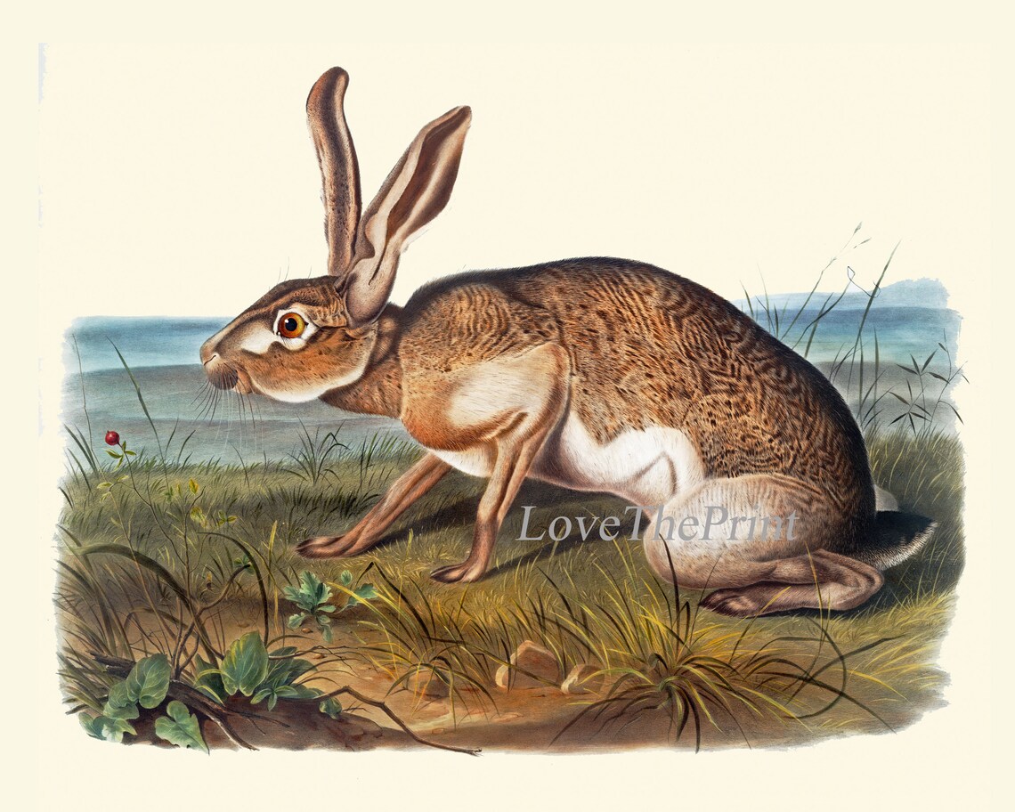 Rabbit Print Wall Art Print JWA2 Beautiful Antique Large Cute | Etsy Rabbit Print Wall Art Print JWA2 Beautiful Antique Large Cute | Etsy