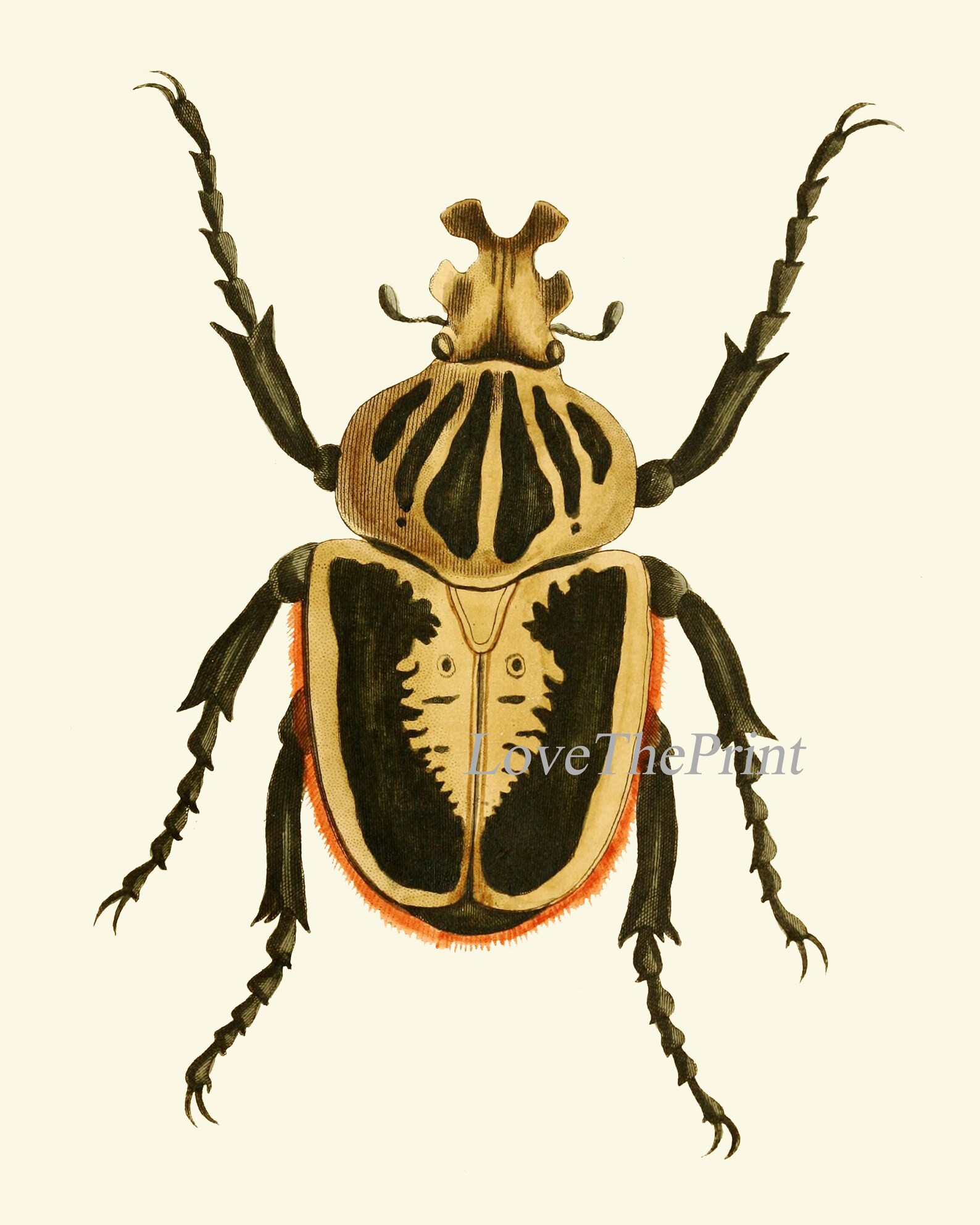 Beetle Wall Art Print Set of 6 Prints Beautiful Antique - Etsy