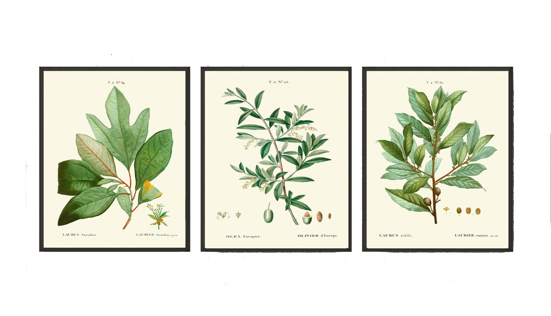 Spice Herb Print Set of 3 Prints Kitchen Dining Room Wall Art - Etsy