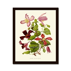 Clematis Flower Botanical Wall Art Print IH734 Beautiful - Etsy