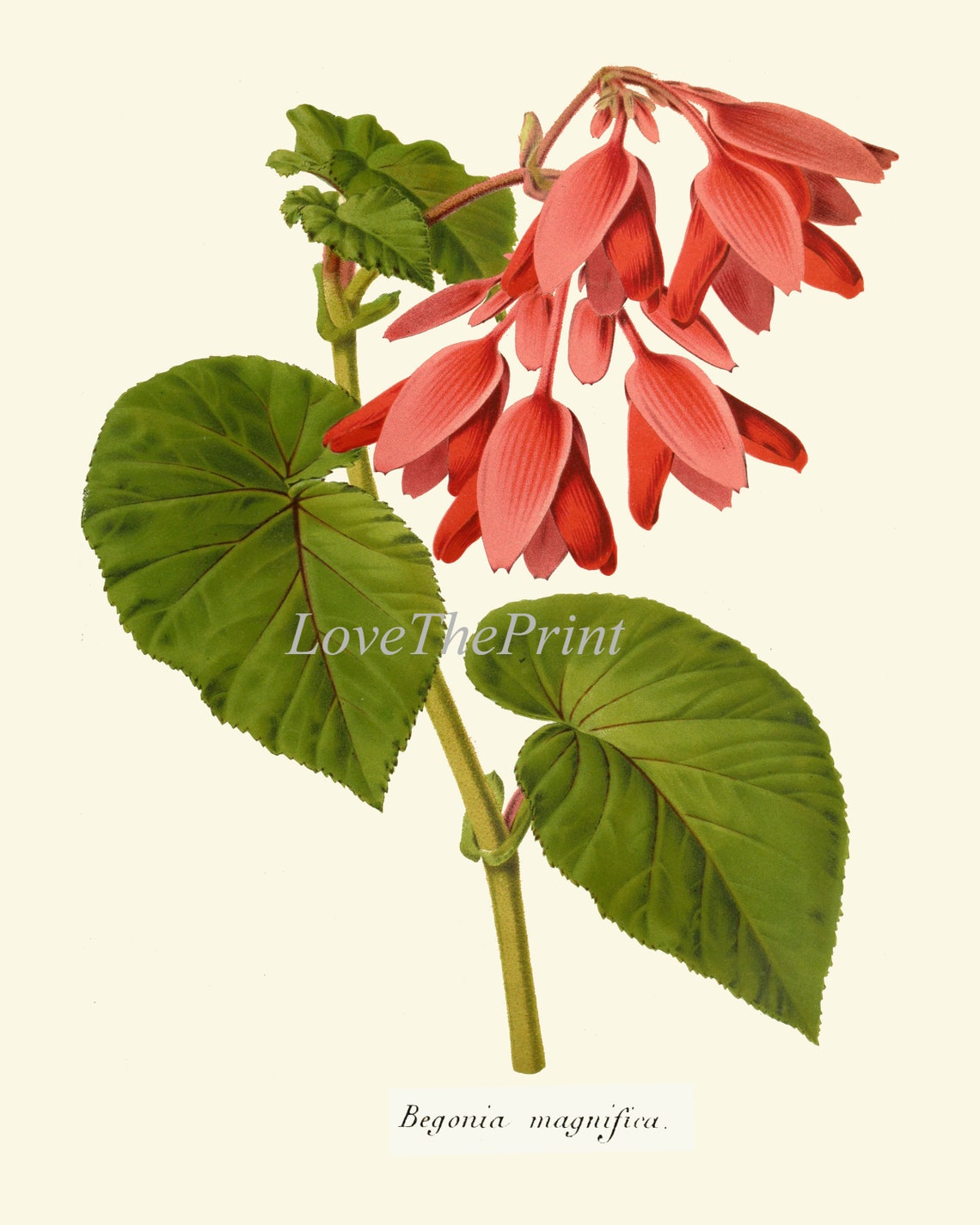 Red Begonia Flower Botanical Wall Art Print IH962 Beautiful Antique ...