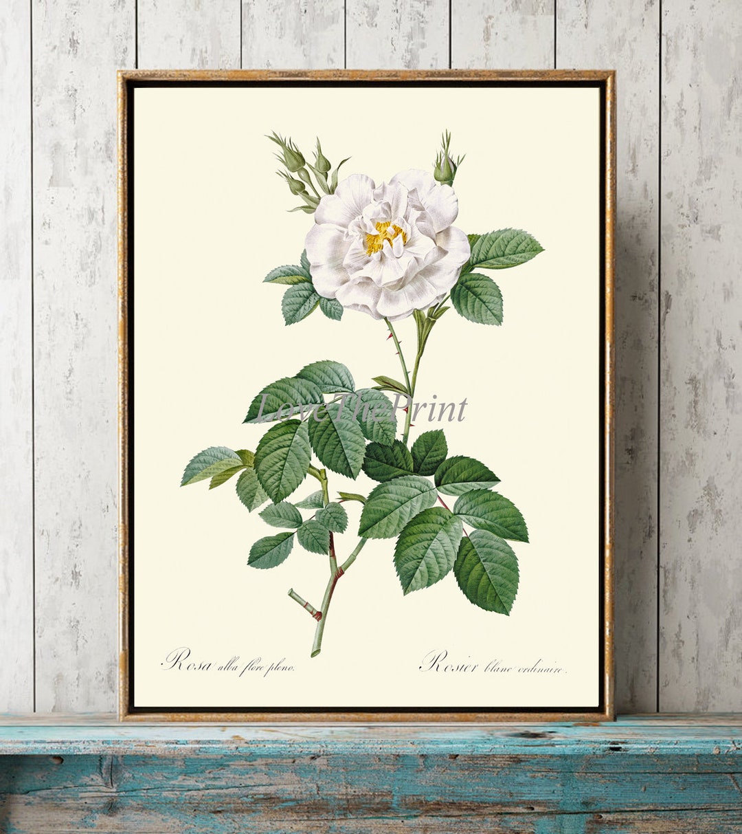 White Rose Flower Botanical Wall Art Print LRR7 Beautiful Antique ...