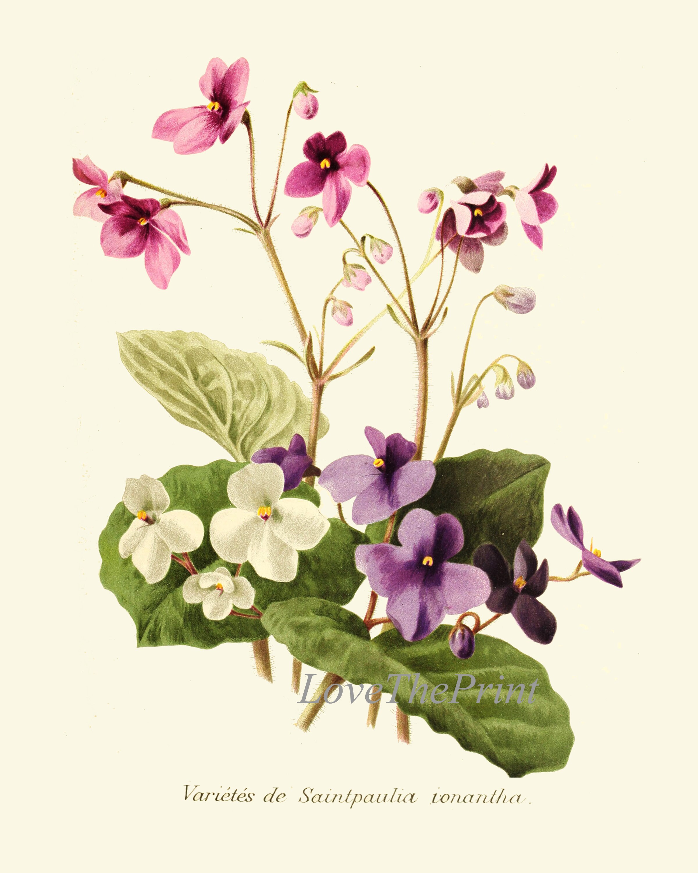 Violet Flower Botanical Wall Art Print IH761 Beautiful Antique - Etsy