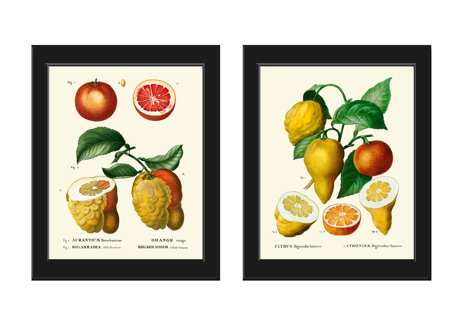 Citrus Lemon Orange Prints Wall Art Print Set of 2 Beautiful | Etsy