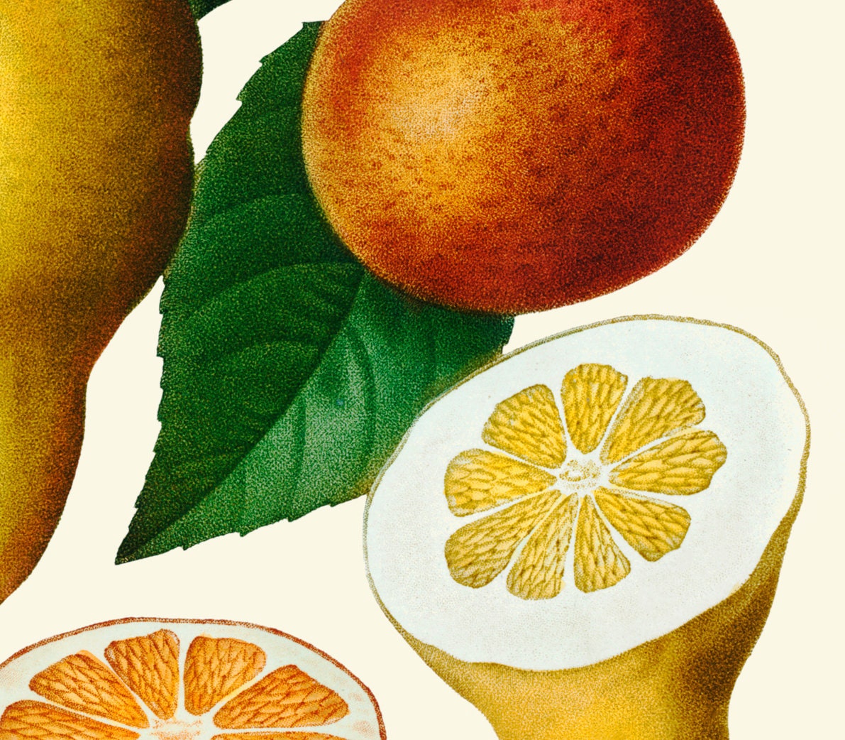 Citrus Fruit Print Wall Art TDA3 Beautiful Antique Botanical | Etsy