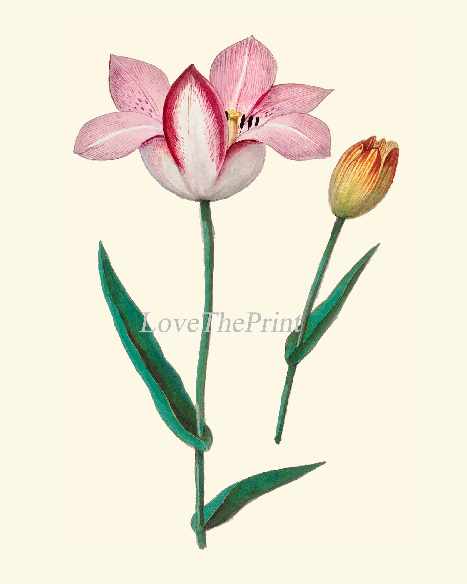 Tulip Botanical Wall Art Print Set of 12 Beautiful Antique | Etsy