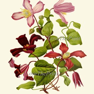 Clematis Flower Botanical Wall Art Print IH734 Beautiful - Etsy