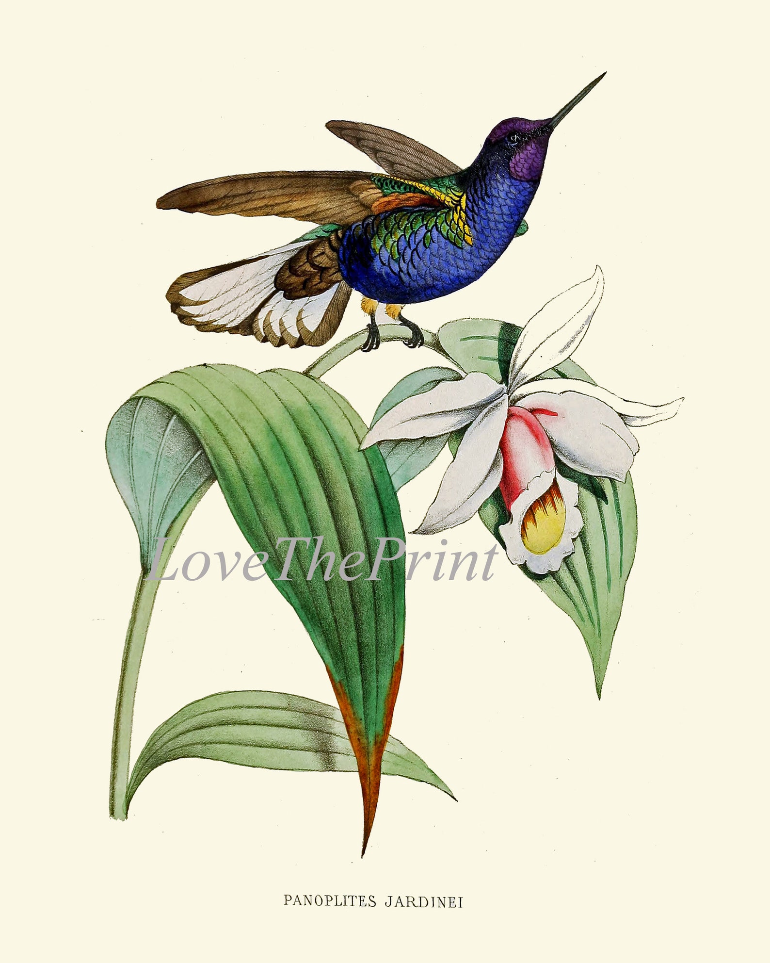 Hummingbird Print Wall Art Set of 16 Prints Beautiful Antique | Etsy