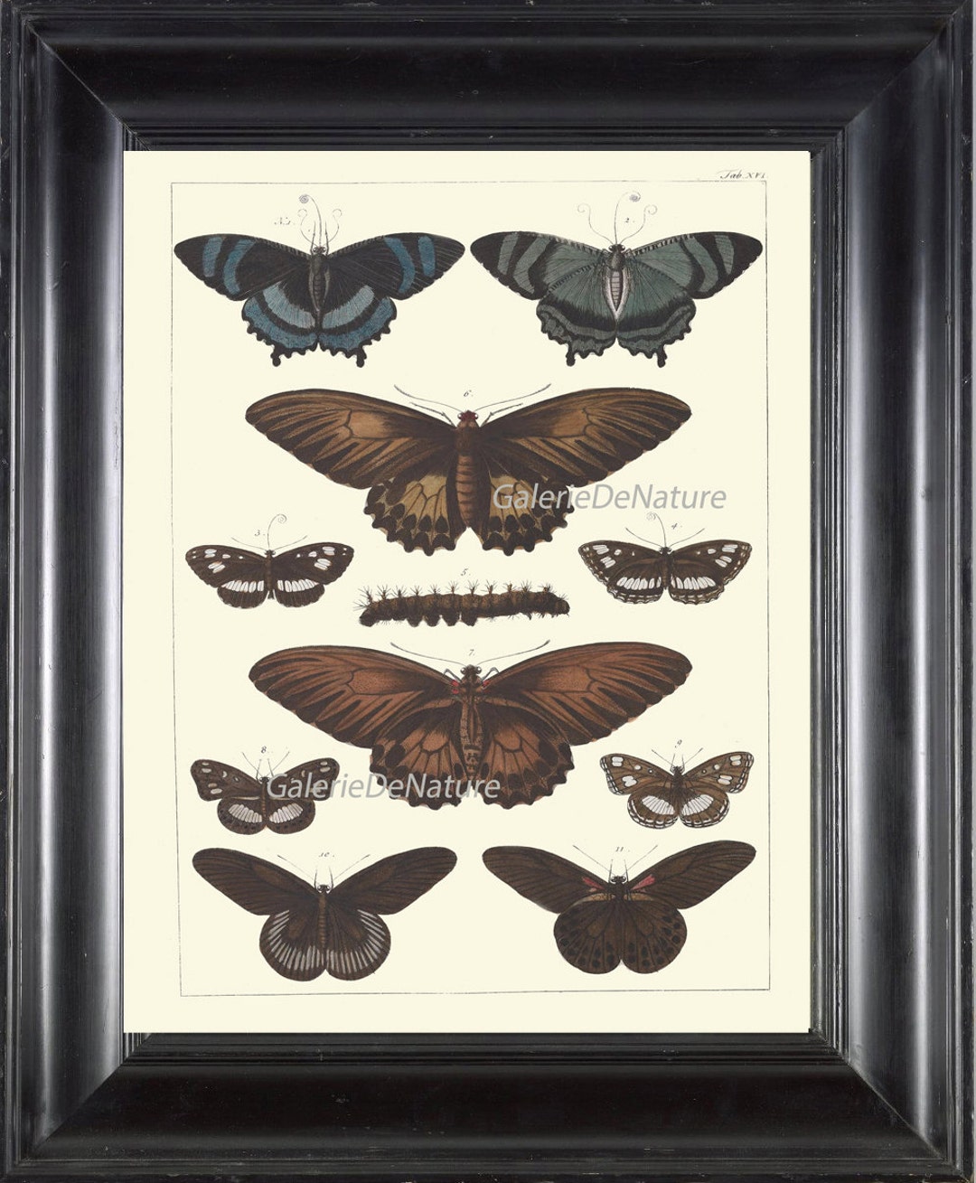 BUTTERFLY PRINT 8X10 Beautiful Art Print 10 Antique 1734 Butterflies ...