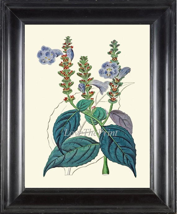 Blue Wildflower Wall Art Botanical Print ED39 Beautiful | Etsy